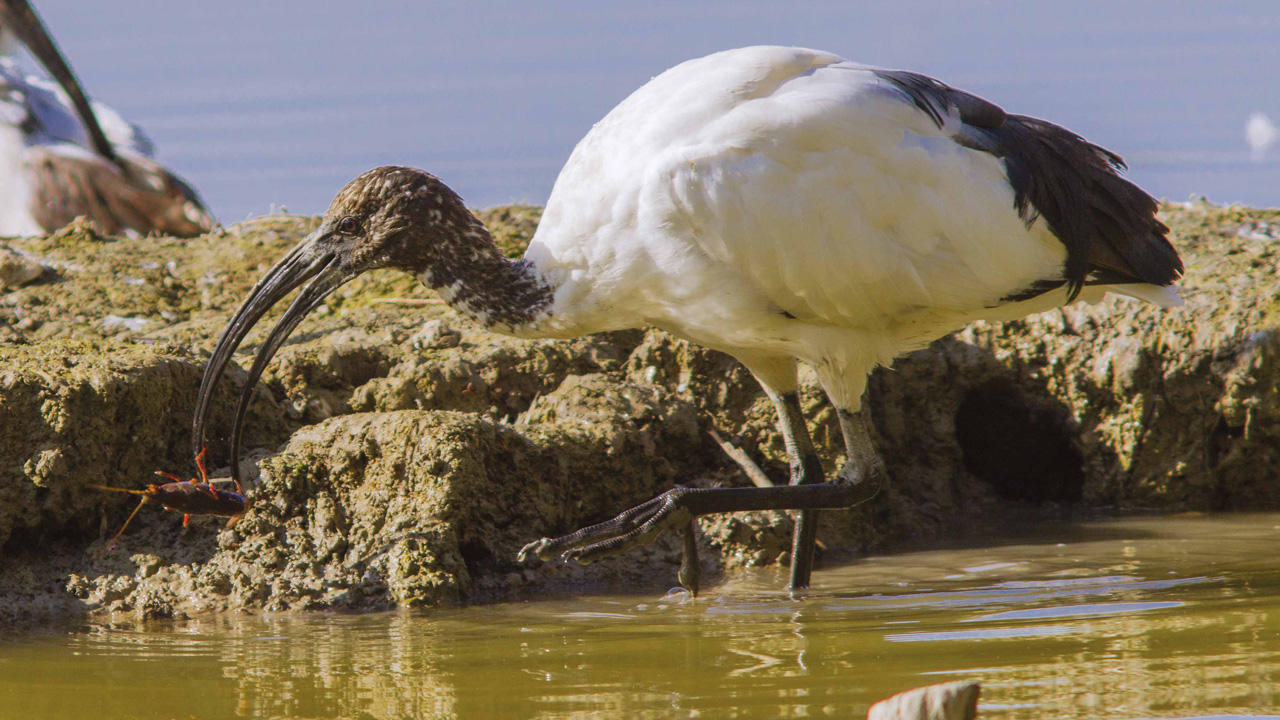 SPECIE INVASIVE NELLA LAGUNA DI VENEZIA